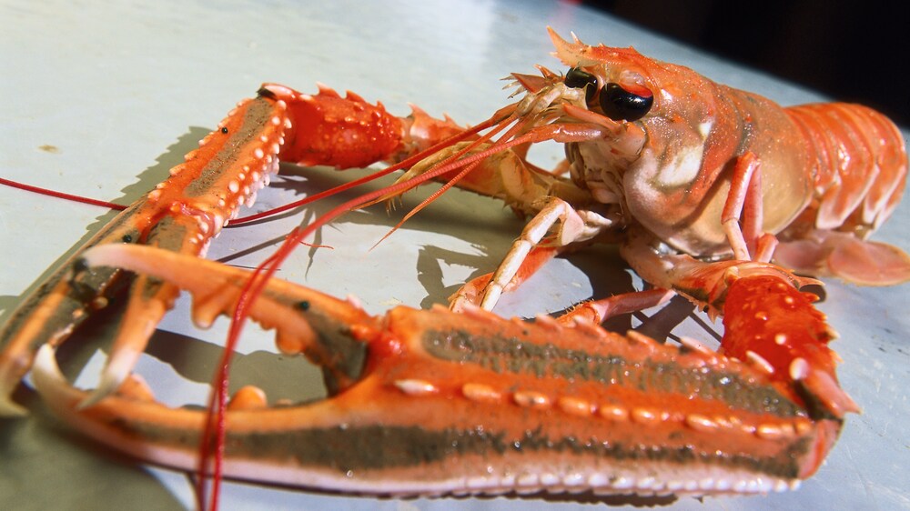 Crayfish on Nordfjord | Olden, Norway Port Adventures | Disney Cruise Line