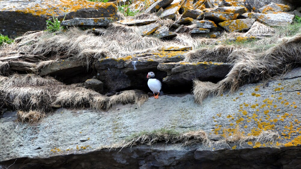 Puffin Tour by Boat | Disney Cruise Line