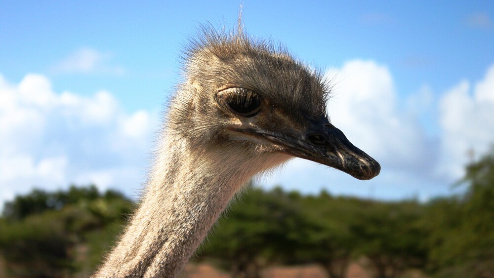 Curacao Ostrich Farm and Scharlooweg Sightseeing | Disney Cruise Line