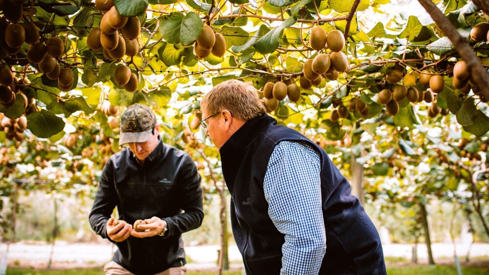 Tauranga Elms Mission and Kiwifruit Orchard Tour | Port Adventures ...