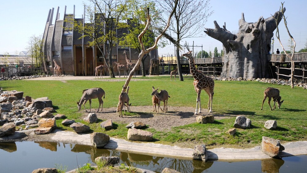 Day Trip to Rotterdam Zoo | Port Adventures | Disney Cruise Line
